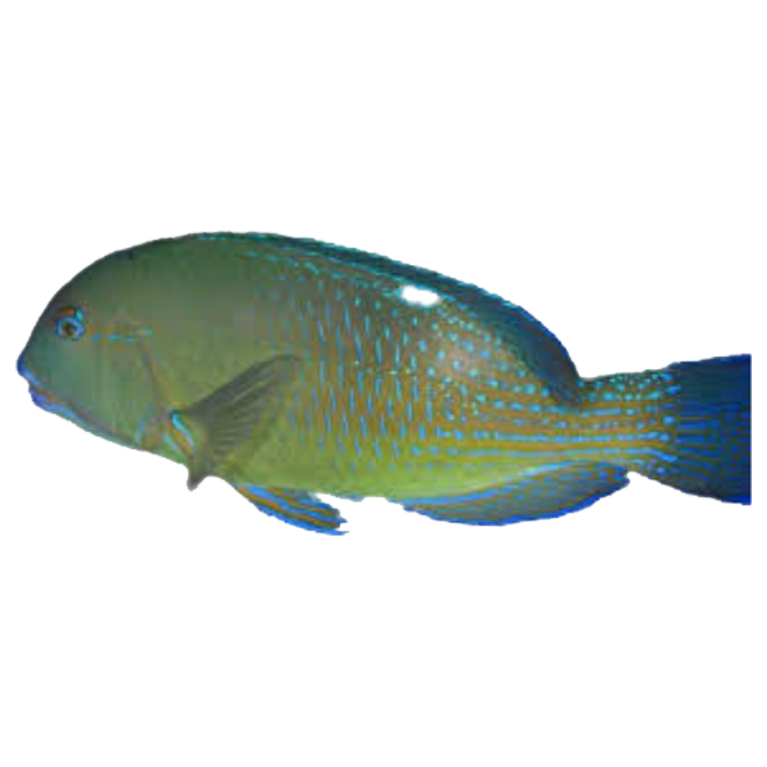 AH WAI FISH HEAD KING - Ah Wai Fish Head Steamboat King